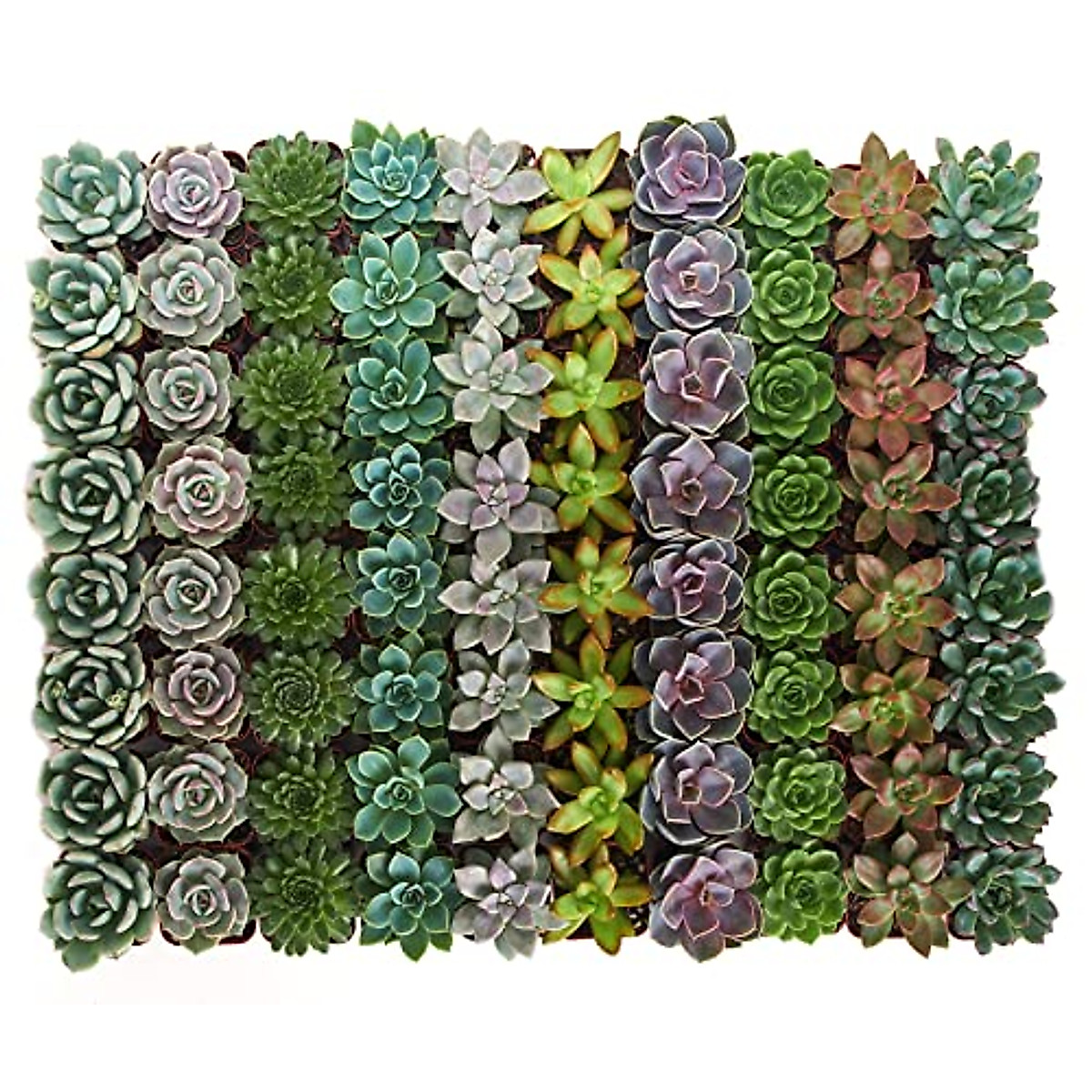 Shop Succulents | Radiant Rosette Collection of Live Succulent Plants, Hand Selected Variety Pack of Mini Succulents | 32-Pack