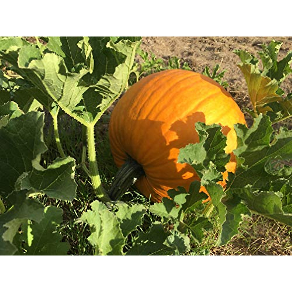 Howden's Field Pumpkin Seeds for Planting, 20+ Heirloom Seeds Per Packet, (Isla's Garden Seeds), Non GMO Seeds, Botanical Name: Cucurbita Pepo, Great Home Garden Gift