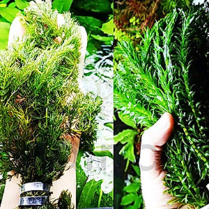 Mainam 1 Hornwort Bunch + 3 Anacharis Freshcut for Pond Live Aquarium Plant Tropical Oxygenating