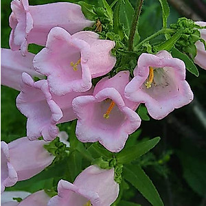 CHUXAY GARDEN Campanula Medium 'Champion Pink',Canterbury Bells Seed 200 Seeds Annual Flowering Plants Excellent Addition to Garden Easy Grow