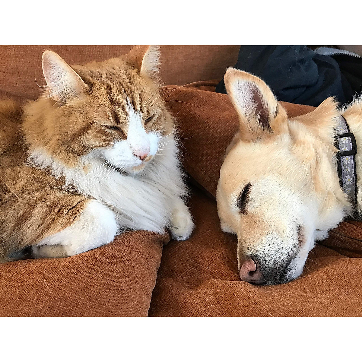 I LOVE MY PETS LLC cat Supplements for Senior - PET Hip and Joint Support - Dogs and Cats - Healthy Formula - cat glucosamine chondroitin Treats - 120 Treats (1 Bottle)