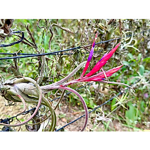 ragnaroc Air Plants - Flowering Tillandsia Caput Medusae, Large 5-7" - 1ct - Live Arrival Guaranteed - House Plants for Home Decor & Gift