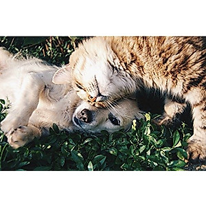 cat Hip Supplement - Support Hip and Joints for Pets - CAT and Dog Treats - Premium Formula - cat glucosamine chondroitin Treats - 360 Treats (3 Bottle)