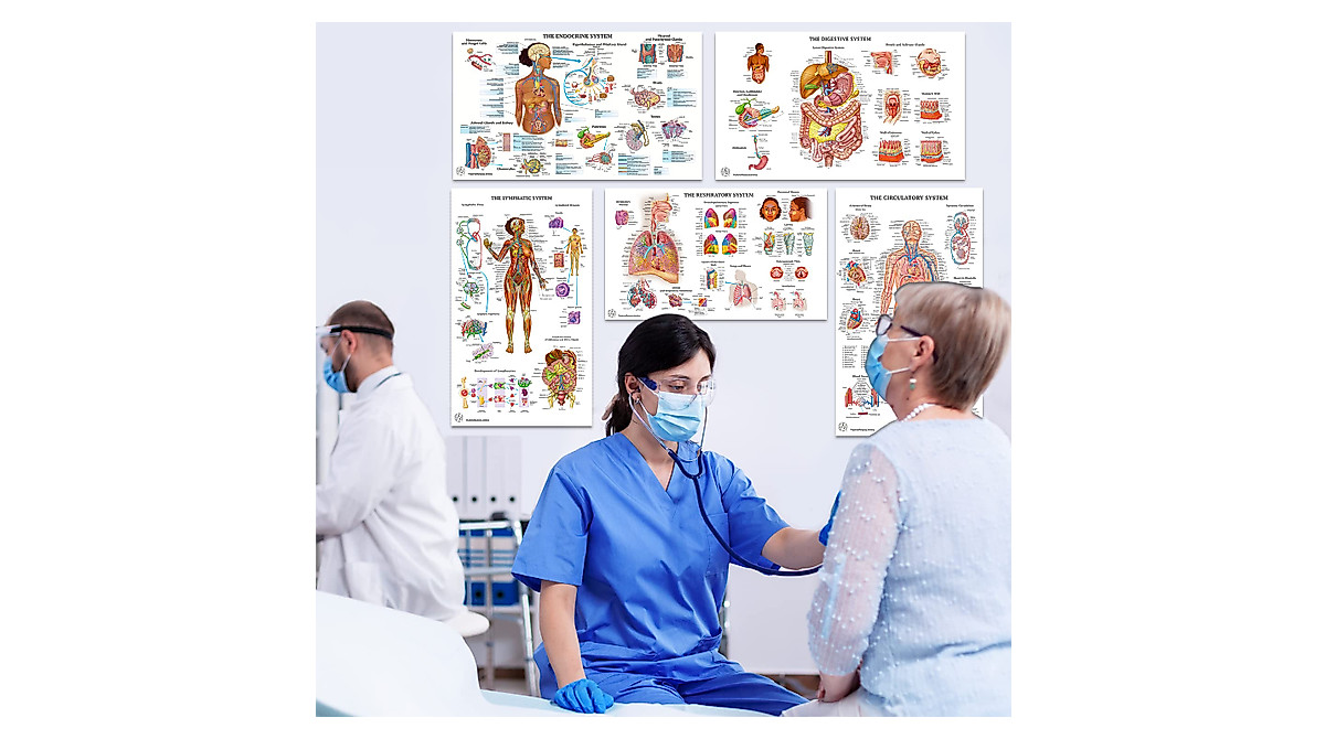 11 Human Anatomy Posters - Perfect for Medical Study