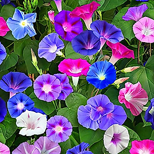 100 Pcs Mixed Morning Glory Seeds for Planting, Ipomoea Nil Flower Seeds Garden Seeds Non-GMO