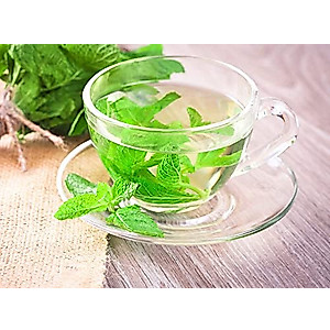 300+ Mint Seeds for Planting Heirloom Non-GMO Herb Variety for Culinary and Tea Drink