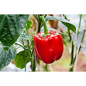 Yolo Wonder L Red Sweet Bell Pepper Seeds for Planting, 100+ Heirloom Seeds Per Packet, (Isla's Garden Seeds), Non GMO Seeds, Botanical Name: Capsicum annuum, Great Home Garden Gift