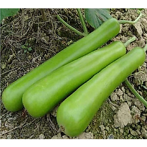 VAACNEE 15+Long Bottle Gourd Siphon Gourd Green Lagenaria Siceraria Vegetable Seeds