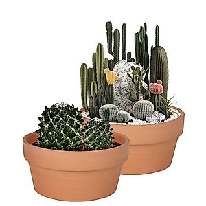 vensovo 8 Inch Terracotta Shallow Succulent Pot - 2 Pack Large Terra Cotta Clay Pot with Saucer, Cacuts Indoor and Outdoor Planters with Drainage Hole