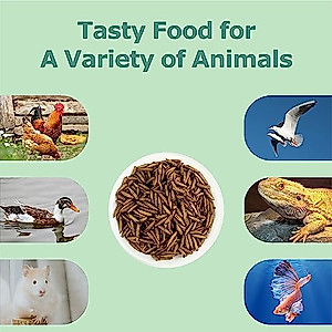 WORMSKING 5LB Dried Black Soldier Fly Larvae, High Calcium for Chickens