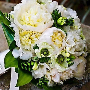 Peony Roots - Bowl of Cream - 10 Roots - White Flower Bulbs, Root Attracts Bees, Attracts Butterflies, Attracts Pollinators, Easy to Grow & Maintain, Fragrant, Container Garden