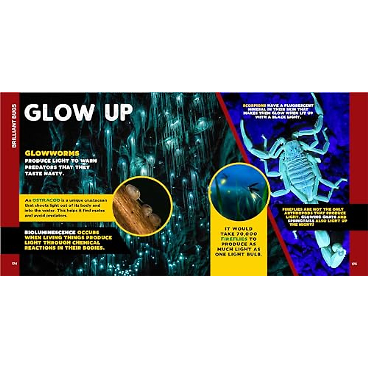 The Fascinating Bug Book for Kids: 500 Startling Facts! (Fascinating Facts)