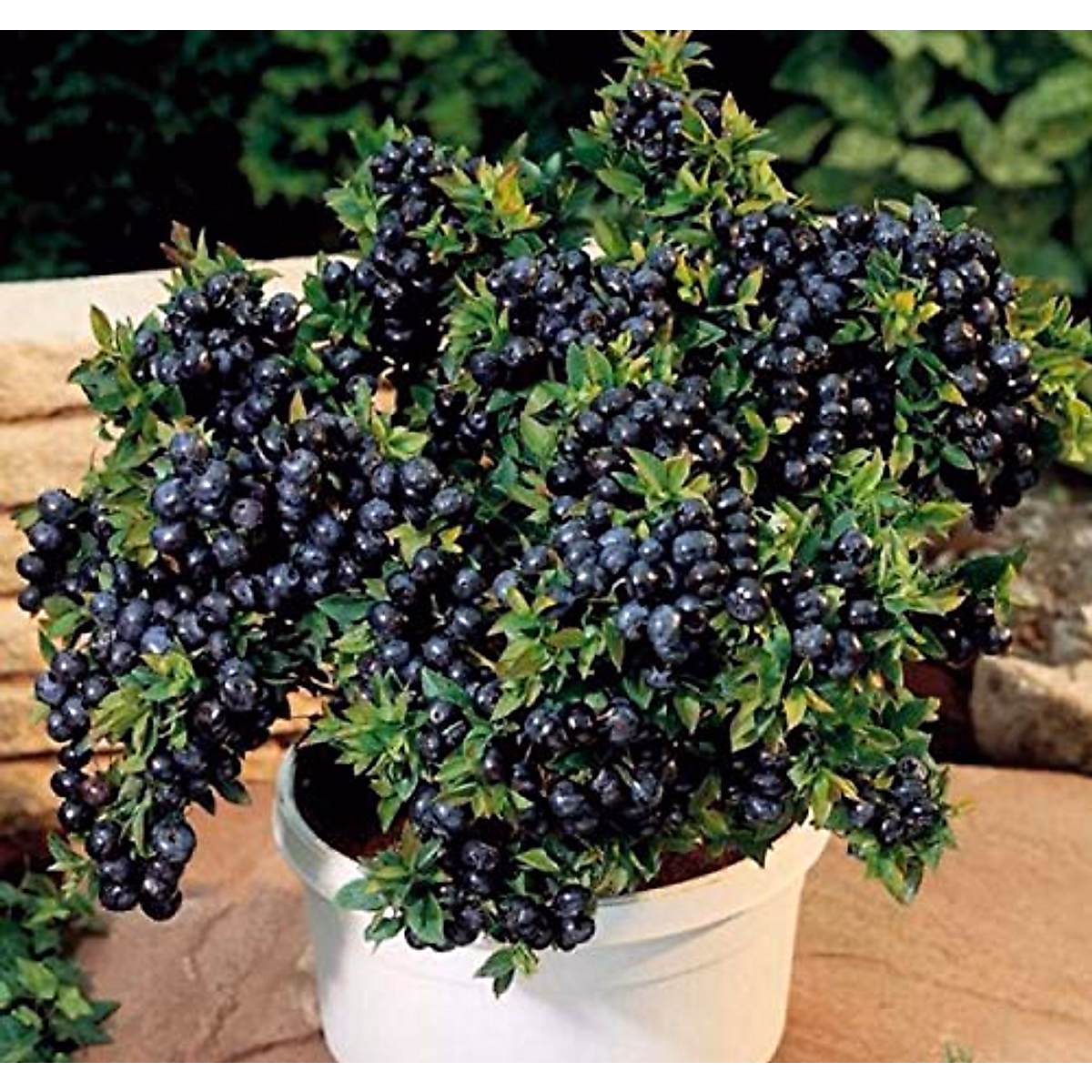 zellajake 50+Blueberries Seeds Heirloom Plants Berry Seeds Home Garden Bonsai