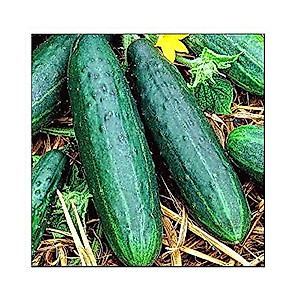 50 Spacemaster Cucumber Seeds | Non-GMO | Fresh Garden Seeds