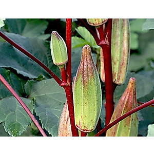 Hill Country Red Okra Seeds for Planting, 100+ Heirloom Seeds Per Packet, (Isla's Garden Seeds), Non GMO Seeds, Botanical Name: Abelmoschus esculentus, Great Home Garden Gift