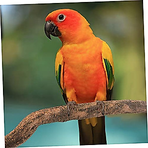 Mipcase 1pc Training Cockatiels Branches Toys Parakeet Supply Resistant Paw Perch Stand Wooden Accessories Conures Bird for Cage Stick Pet Bracket Caciques Parakeets Grinding Hamster