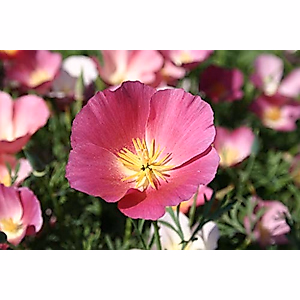 "Purple Gleam" California Poppy Flower Seeds for Planting, 1000+ Seeds Per Packet, (Isla's Garden Seeds), Non GMO & Heirloom Seeds, Scientific Name: Eschscholzia californica, Great Home Garden Gift