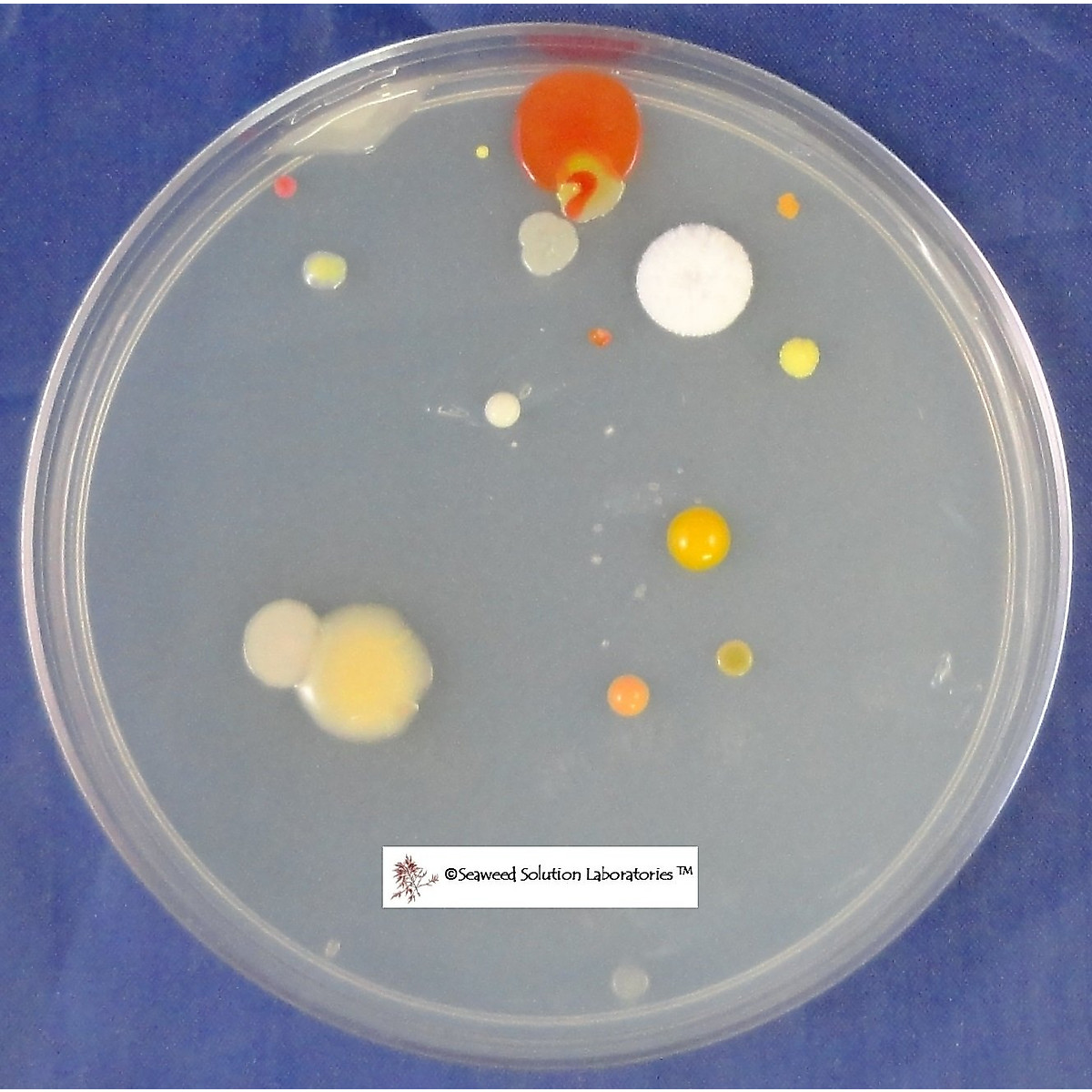 Nutrient Agar 10 Grams (Dehydrated)