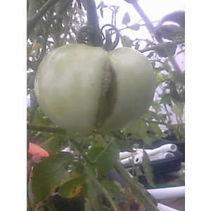 TrueNute Potassium Silicate in 16 Oz Packs, for Aquaponics, Hydroponics, Soil Drench and Foliar Spray to Correct Potassium and Silicate Deficiencies, Helps to Protect Plants from Pest Mold and Mildew