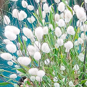 QAUZUY GARDEN 100 Bunny Tails Grass (Hares Tail) Seeds Ornamental Lagurus Ovatus Grass Hardy Drought-Tolerant Easy to Grow Low-Maintenance Great for Pot/Garden