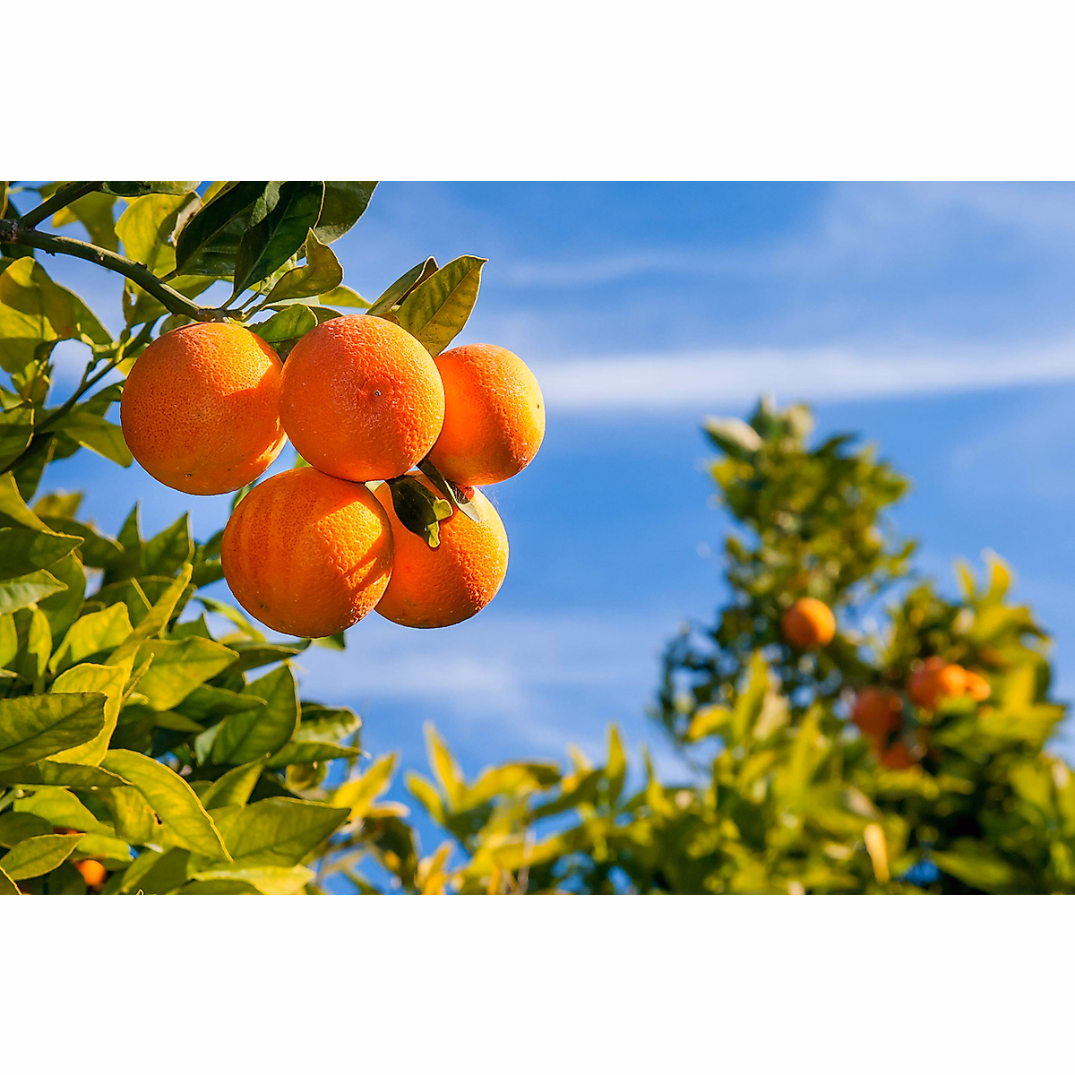 Baronessa Cali Tarocco Sicilian Blood Oranges Moisturizing Shampoo for Shiny and Manageable Hair - 16 Ounces