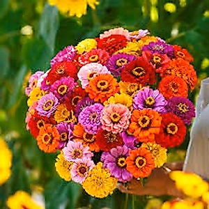 "California Giant Mix" Zinnia Seeds for Planting, 200+ Flower Seeds Per Packet, (Isla's Garden Seeds), Non GMO & Heirloom Seeds, Botanical Name: Zinnia elegans, Great Home Garden Gift