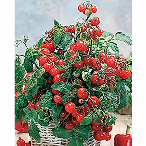 NIKA SEEDS - Vegetable Indoor Dwarf Tomato Santa Claus - 25 Seeds