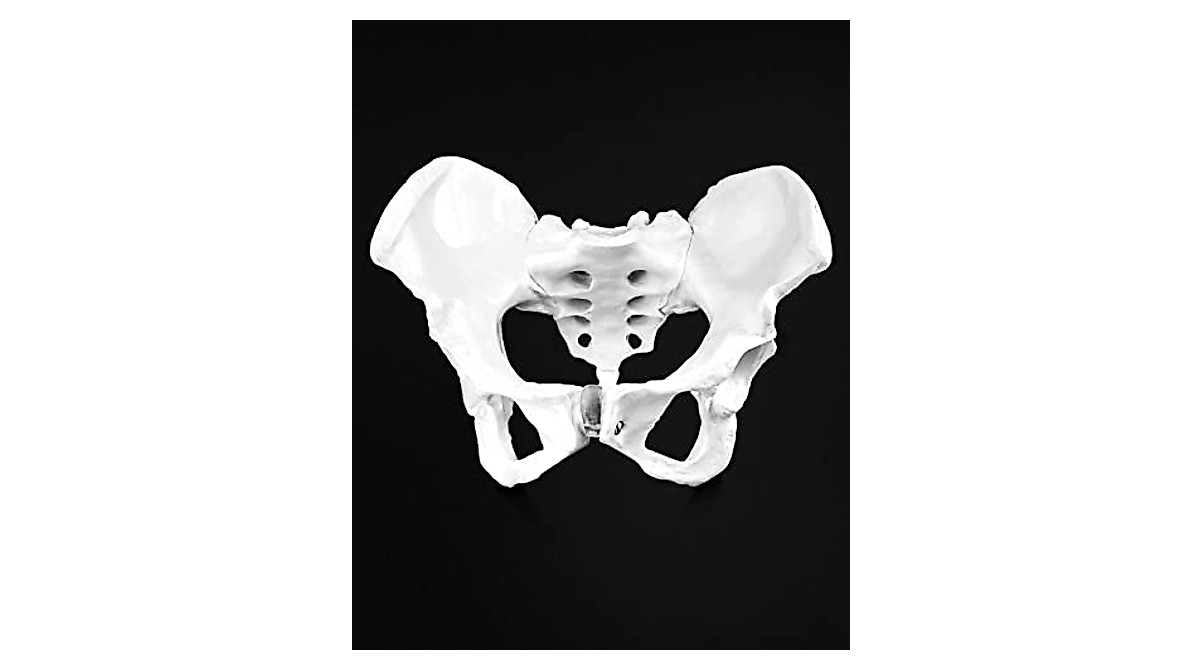 QWORK Life Size Female Pelvis Model for Anatomy Study