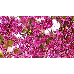 Bonsai Judas Tree Seeds | 10 Seeds | Flowering Tree Prized for Bonsai