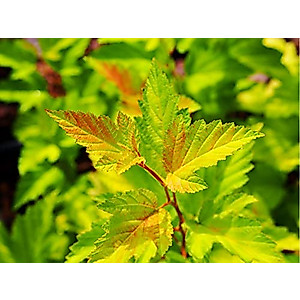 TriStar Plants - Common Ninebark - 1 Gallon Trade Pot - 2'-3'ft Tall - Physocarpus opulifolius - Flowering Shrub, Native, Attracts Pollinators, Fast Growing Trees