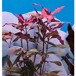 Mainam Alternanthera Reineckii VAR. Roseafolia Telanthera Freshwater Red Stem Live Aquarium Plant