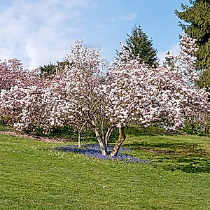 QAUZUY GARDEN 10 Premium Southern Magnolia Grandiflora (Big Laurel) Bull Bay Seeds for Planting | Fragrant Perennial Evergreen Tree Attract Pollinators Striking Accent Privacy Screen