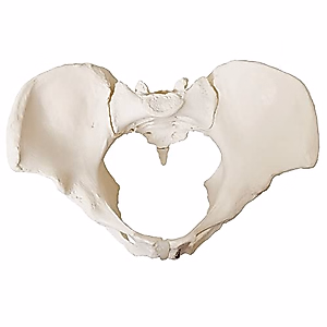 2023 New Female Pelvis Model,Life Size Female Pelvic Skeleton Model, Anatomy Medical Model for Science Education, Study of the Anatomical Features