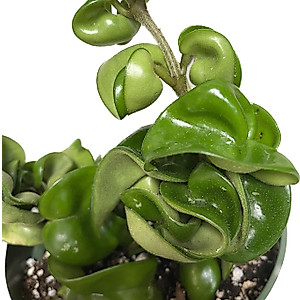 Hoya Compacta aka Hoya Hindu Rope Available in 2", 4", and 6" Pot Live Hoya Plant Air-Purifying Plant (Hoya Compacta, 4" Pot with 2 Plants)