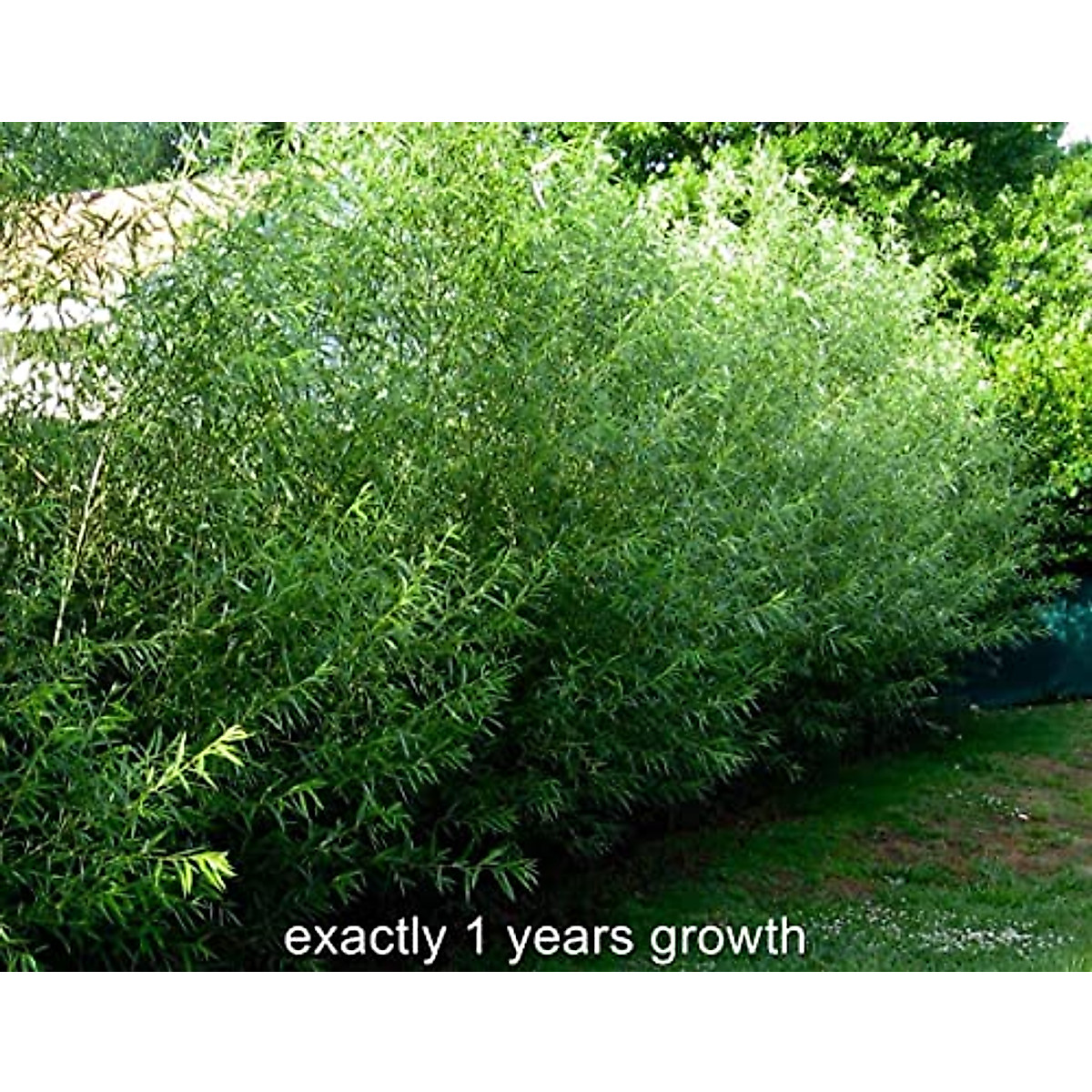 24 Hybrid Willow Trees. Austree Grows 12 Foot 1st Season. Create Instant Privacy Fence Hedge