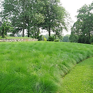 QAUZUY GARDEN 200 Prairie Dropseed Seeds (Sporobolus Heterolepis) Ornamental Native Grass - Drought Tolerant - Perennial Ground Lawn Cover grass - Low-Maintenance