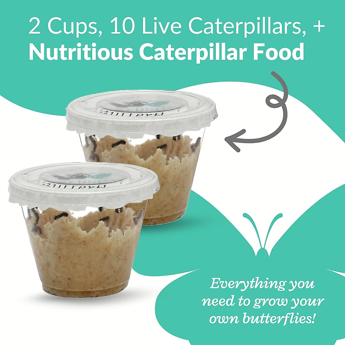 Clearwater Butterfly Live Painted Lady Butterflies - Butterfly Growing Kit with Live Caterpillars - Mesh Cage Included - Butterfly Habitat - 10 Live Caterpillars to Butterflies - Live Butterfly Kit