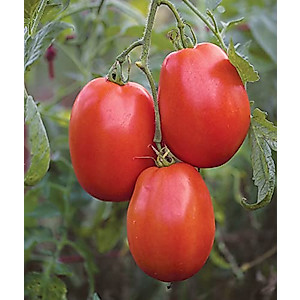 Burpee Exclusive 'SuperSauce' Hybrid 25 Non-GMO Large Red Sauce & Paste Tomato Variety | Vegetable Seeds for Planting Home Garden