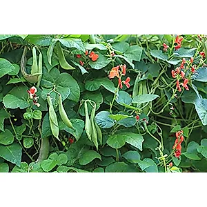 Scarlet Runner Pole Bean Seeds for Planting, 25+ Heirloom Seeds Per Packet, (Isla's Garden Seeds), Non GMO Seeds, Botanical Name: Phaseolus coccineus, Great Home Garden Gift