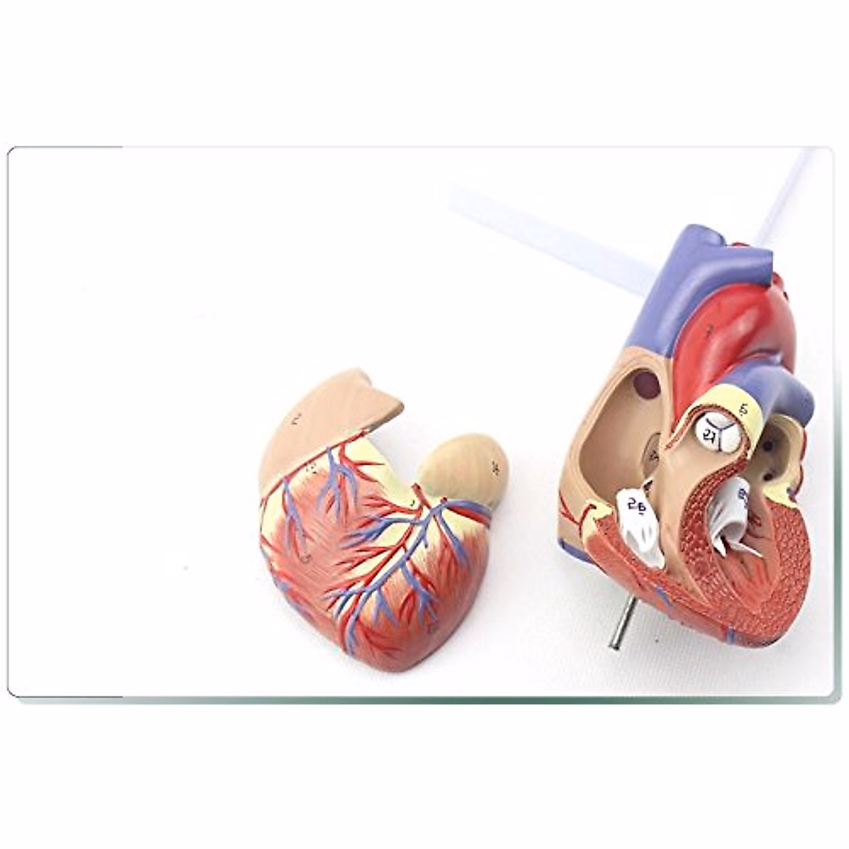 Genuine 1: 1 human heart model B-color ultrasound medical cardiology cardiac anatomy teaching model