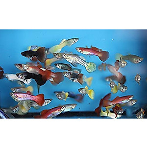 Family of (25) Fancy Guppies Live Tropical Fish for Aquarium Pond or Fish Tank