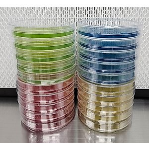 Booming Acres Colored Potato Dextrose and Yeast Agar | Prepoured Premade Sterile Petri Dish 20 Pack