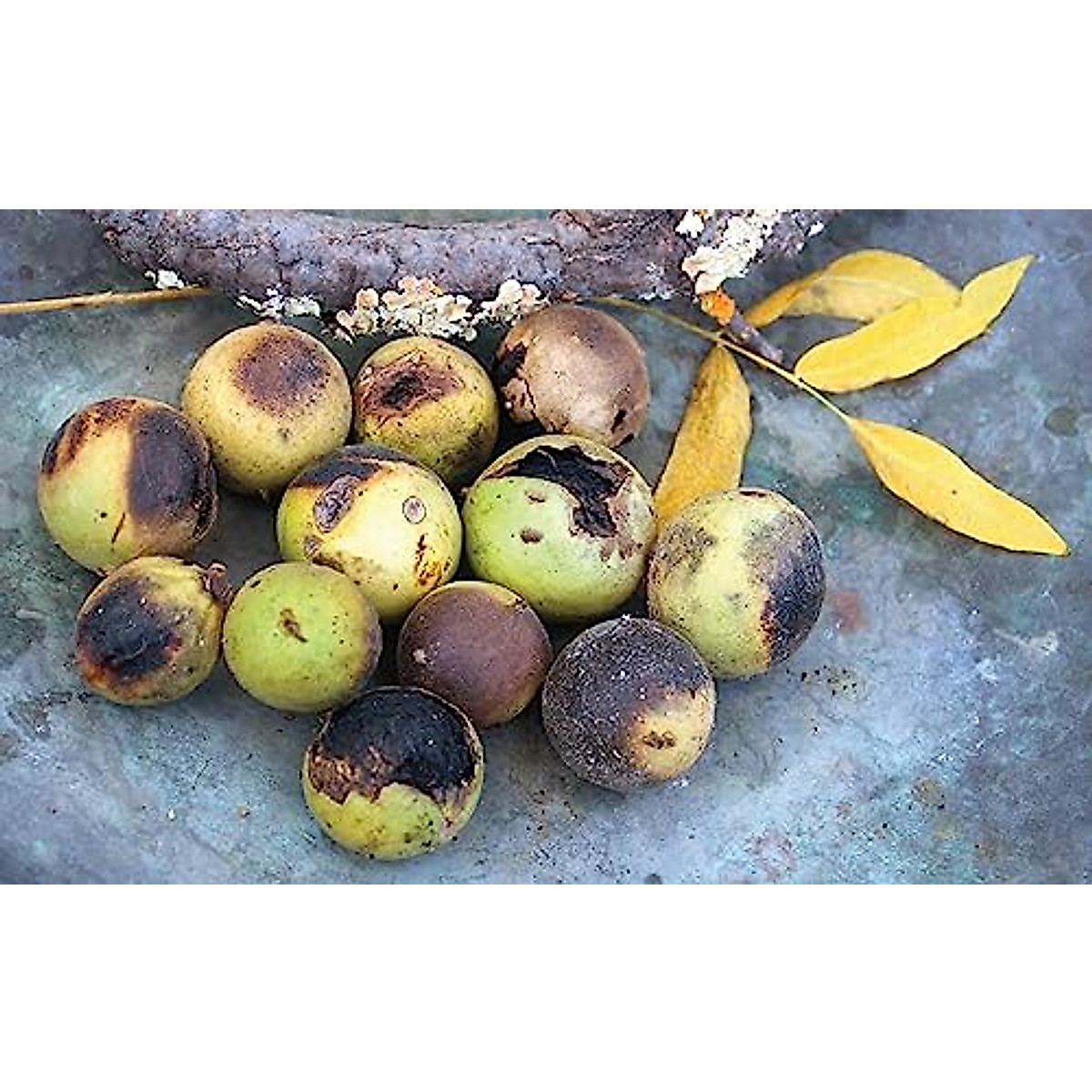 Natural Palettes: Inspiration from Plant-Based Color