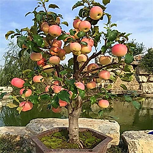 Dwarf Bonsai Apple Tree Seeds 30 Seeds Grow Exotic Indoor Fruit Tree Rare Seeds