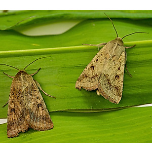 VivaTrap VT-101 Corn Earworm + Tomato Fruitworm Moth Trap & Lure (2 Pack, 8 Week)