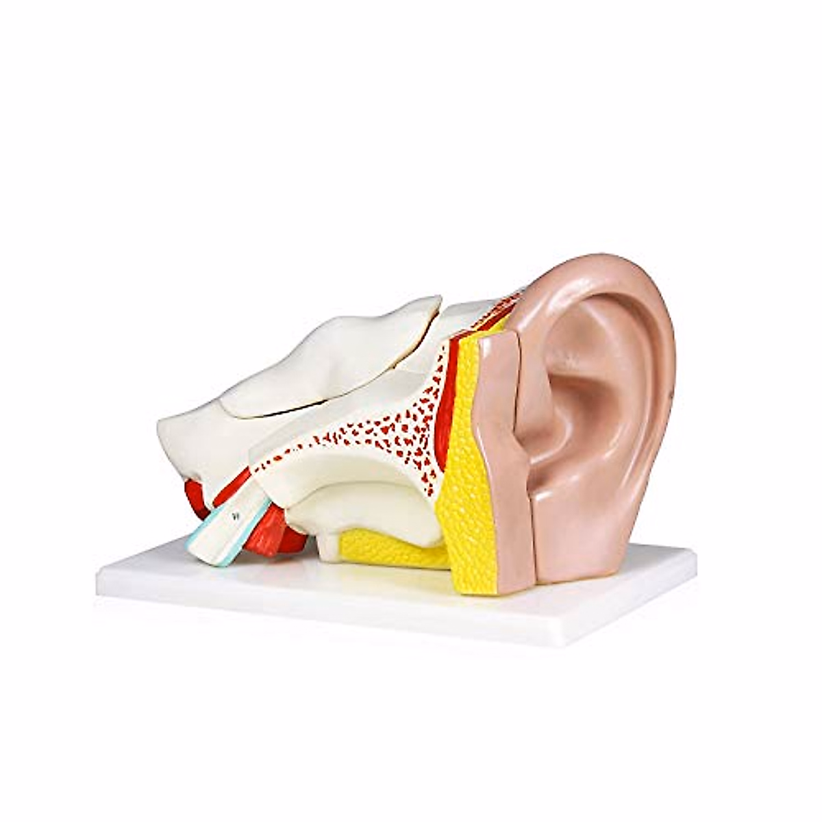 Parco Scientific PB00066 4X Ear | Shows External, Middle and Inner Ear | Removable Pieces Include Temporal Bone, Section Auditory Canal, Labyrinth, Tympanic Membrane, Malleus and Incus | W Manual