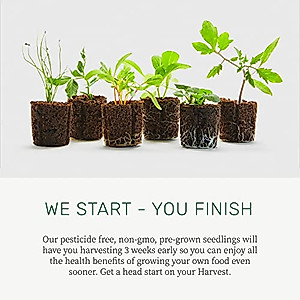 Lettuce Grow Farmstand with Glow Rings (Farmstand Only, No Seedlings Included) | 36-Plant Hydroponic System | Vertical Garden | Large Home Garden w/Self Watering Pump, BPA-Free Food Grade | 6’ 1”