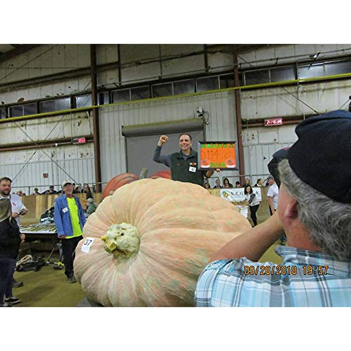 Ron Wallace's Whoppers Giant Pumpkin Seeds (5 Seeds per Package)