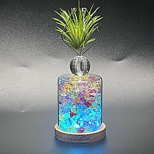 Tillandsiart 3Pack Air Plant Holders (3Pcs Air Plant Containers W/LED Lights) A decorative accessory for setting up air plant display for house decor.