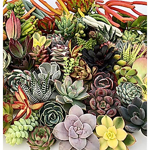 10 Assorted Live Succulent Cuttings, No 2 Succulents Alike, Great for Terrariums, Mini Gardens, and as Starter Plants by The Succulent Cult